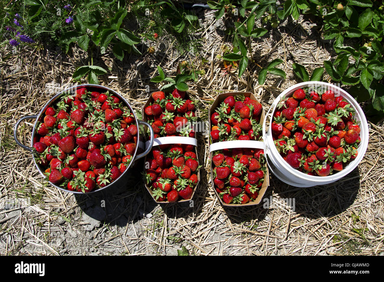 crop of strawberrie Stock Photo - Alamy