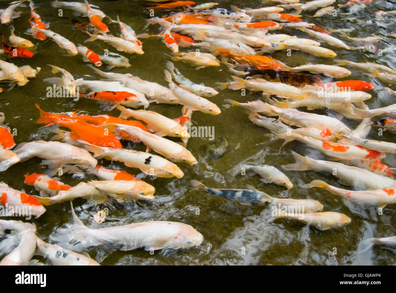 colorful fishes swimming Stock Photo - Alamy