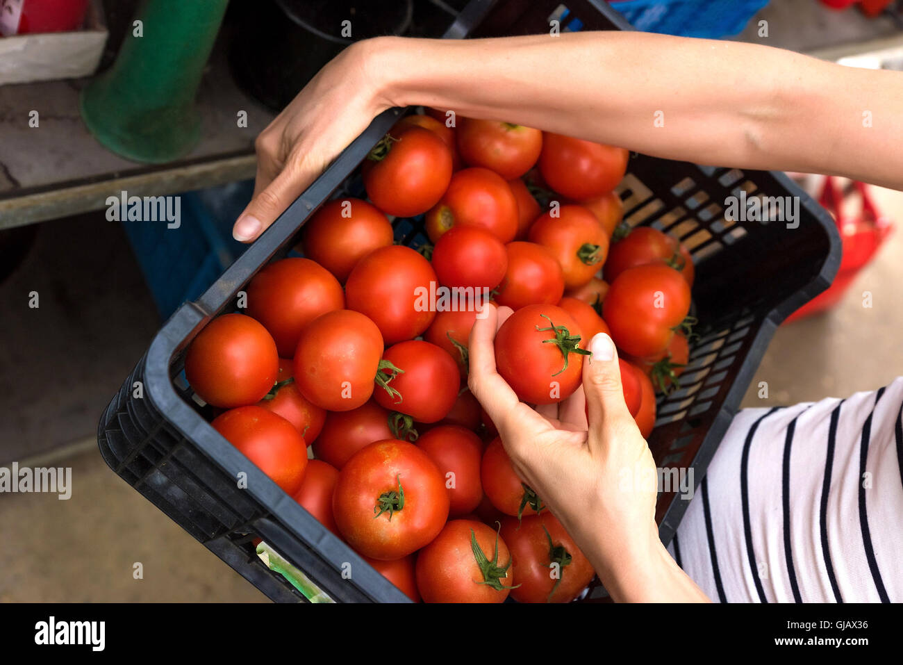 A young adult woman working in a gardening shop and carrying tomatoes ...