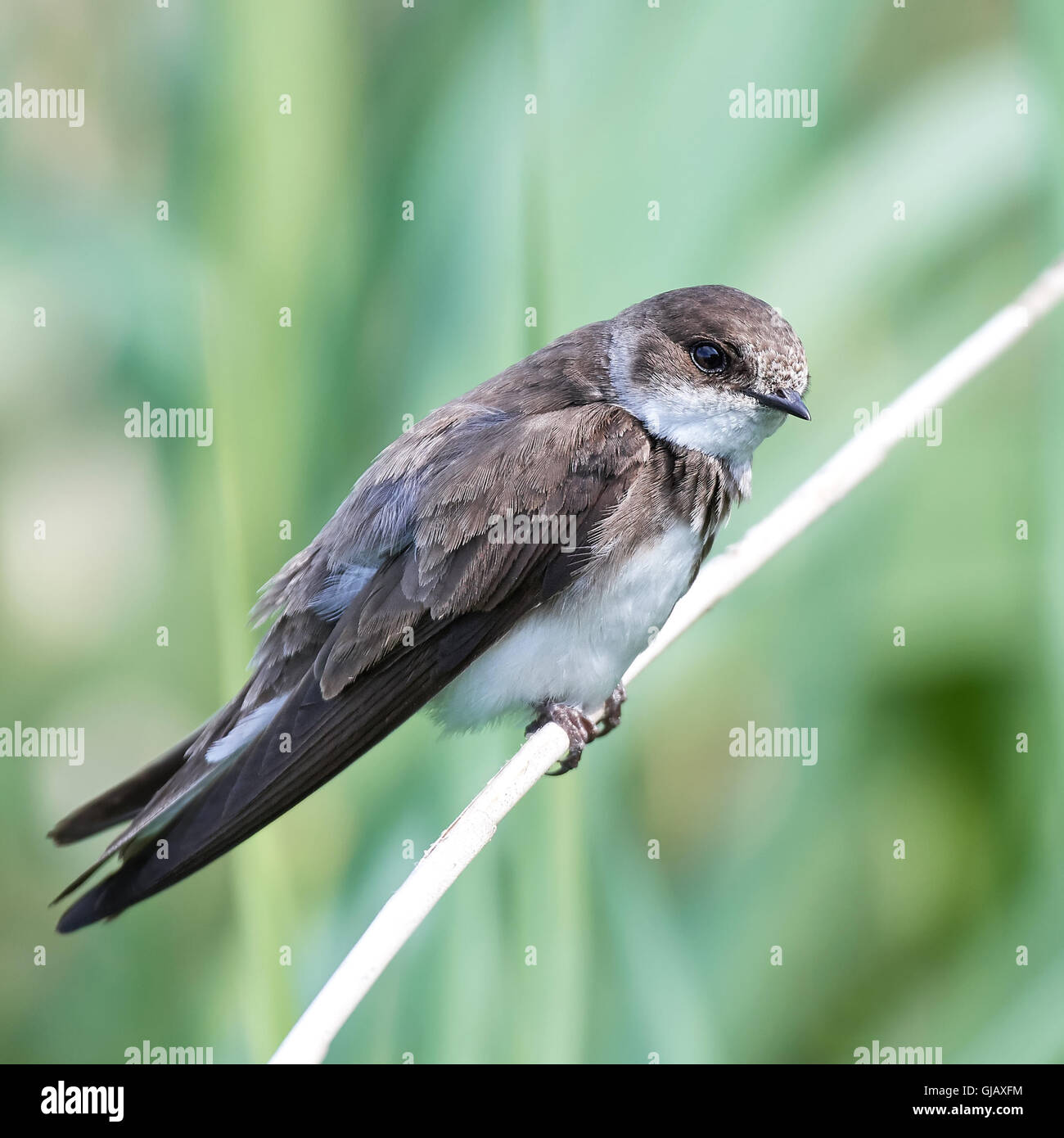 Sand martin bird hi-res stock photography and images - Alamy