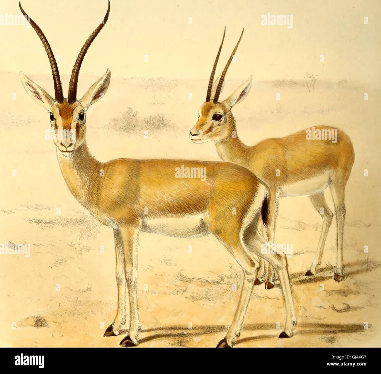 Published in 1894, this book provides detailed descriptions and ...