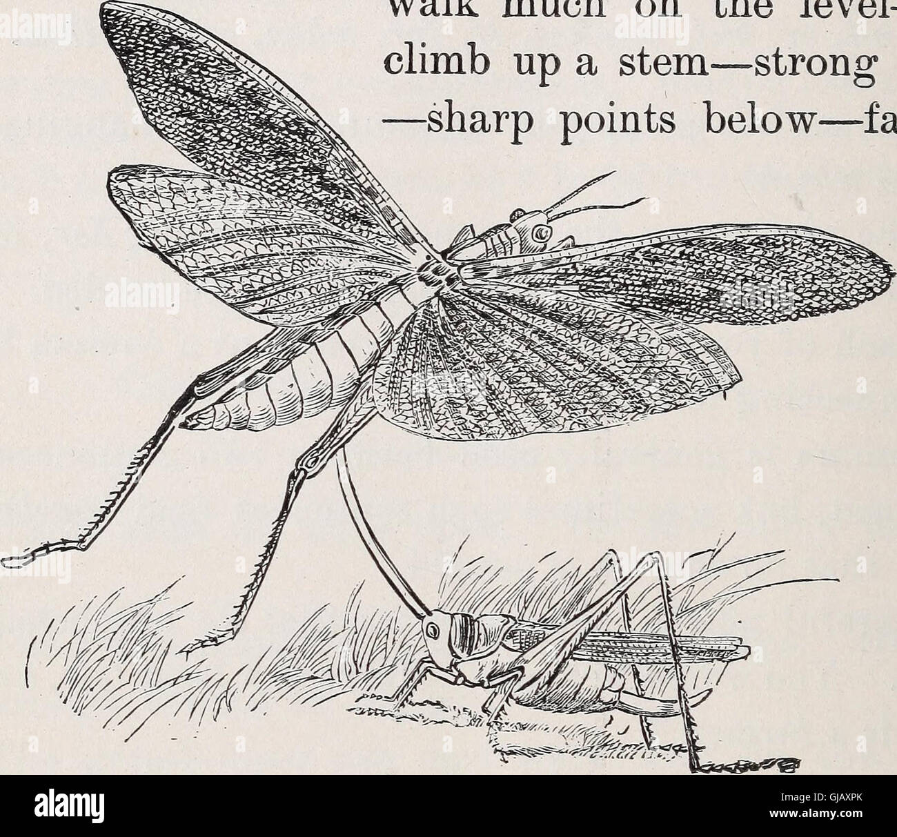 Introductory language work; a simple, varied, and pleasing, but ...