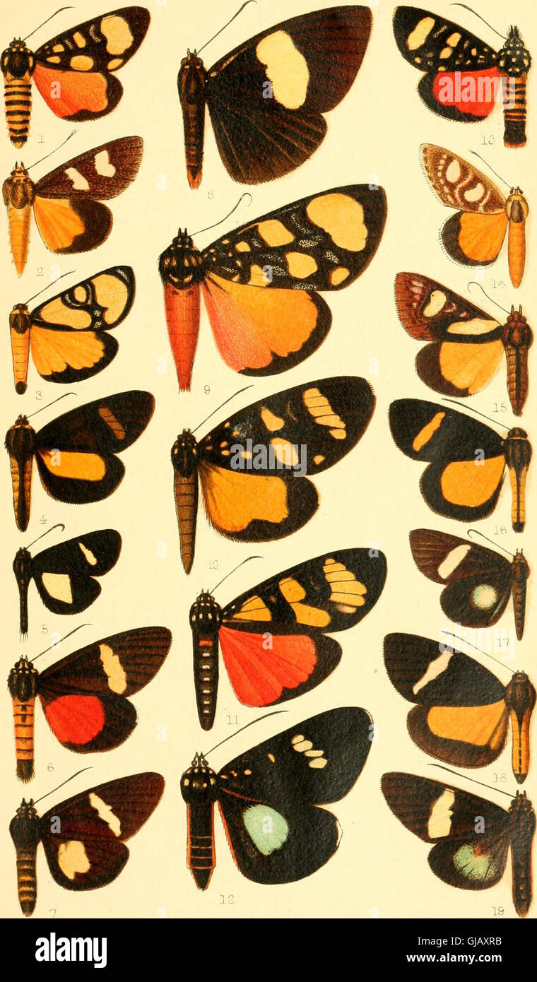 The *Catalogue of Lepidoptera Phalænæ* (1898) is an important ...
