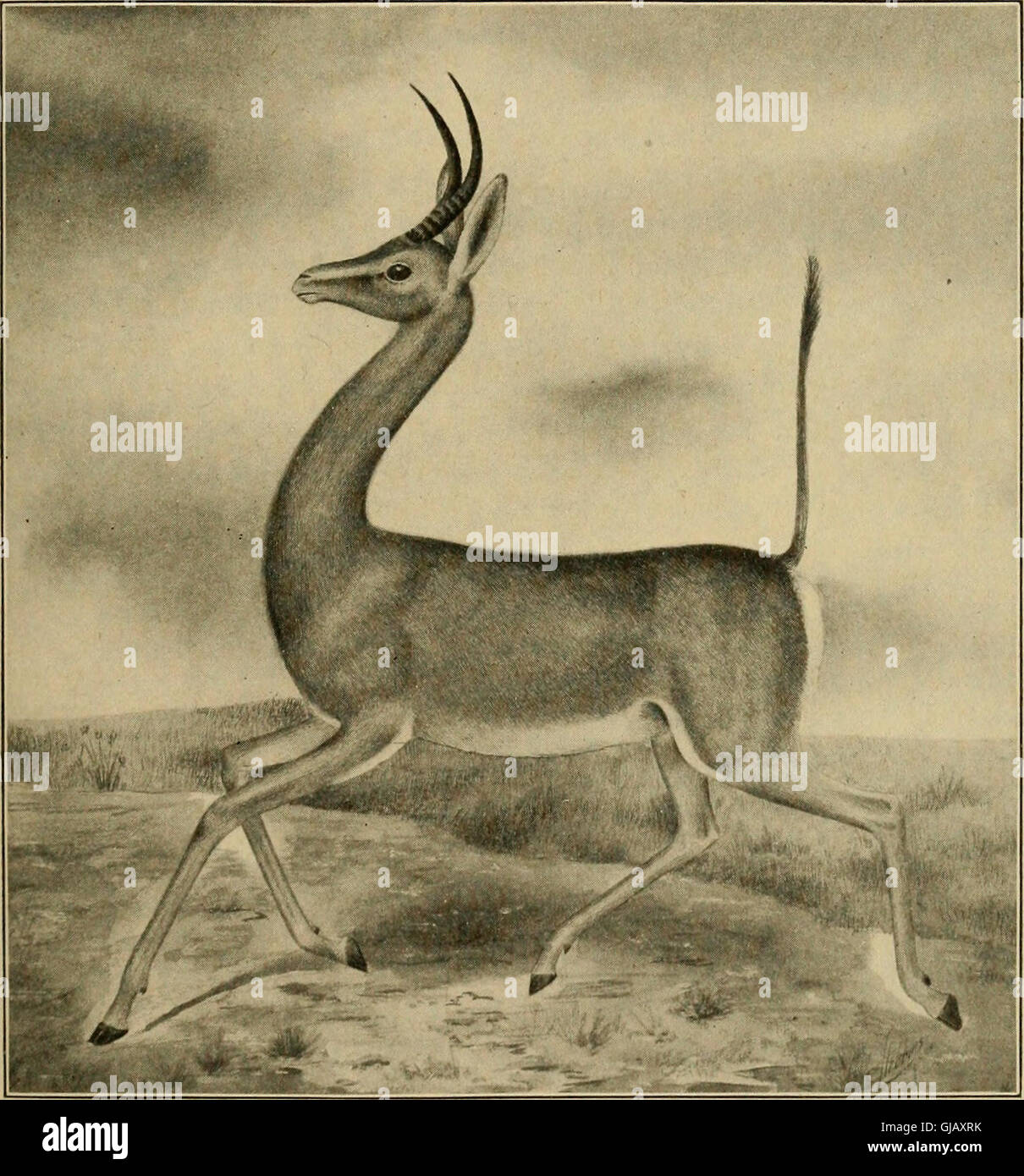 A catalogue of the collection of mammals in the Field Columbian Museum ...