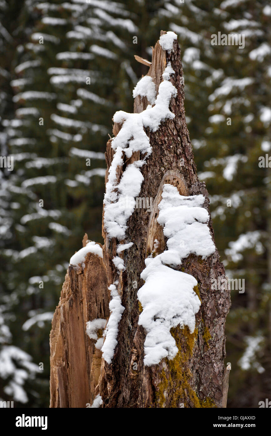 Spruce after windthrow Stock Photo - Alamy