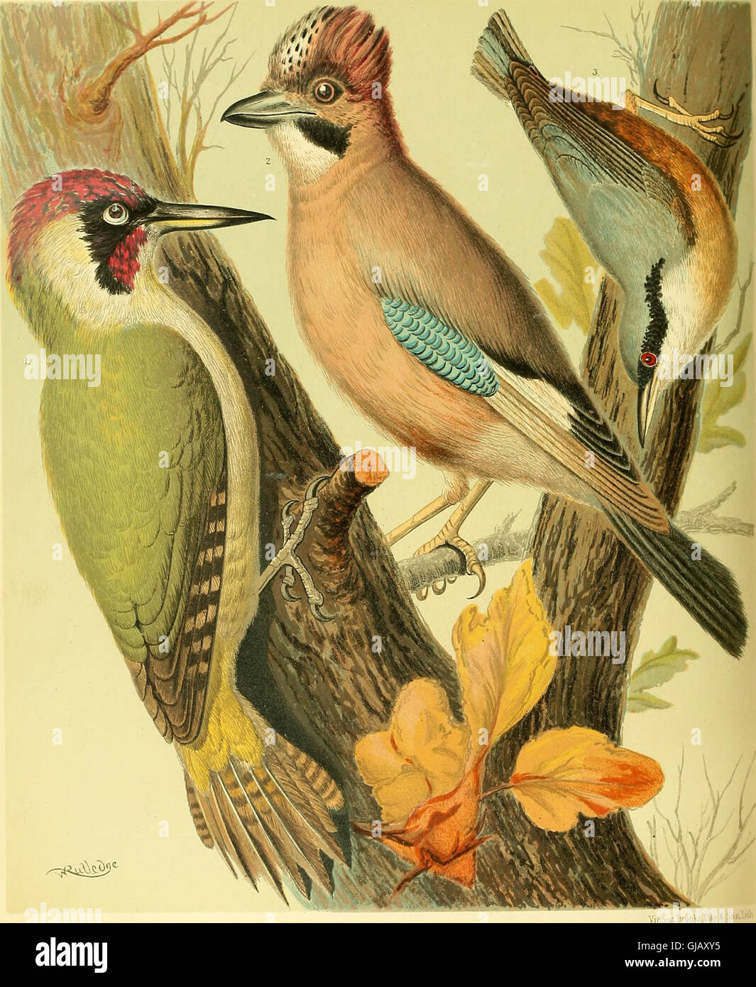 This 1878 illustrated guide details various species of canaries and ...