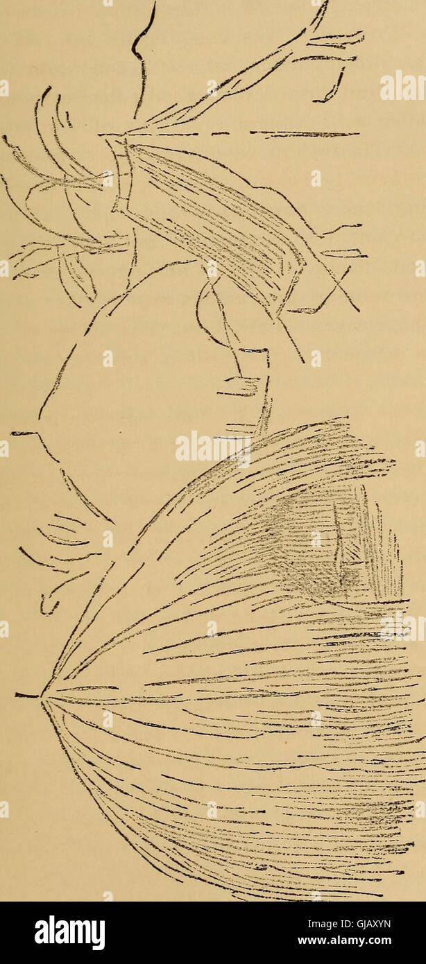 James Hannington, D.D., F.L.S., F.R.G.S., first bishop of eastern ...