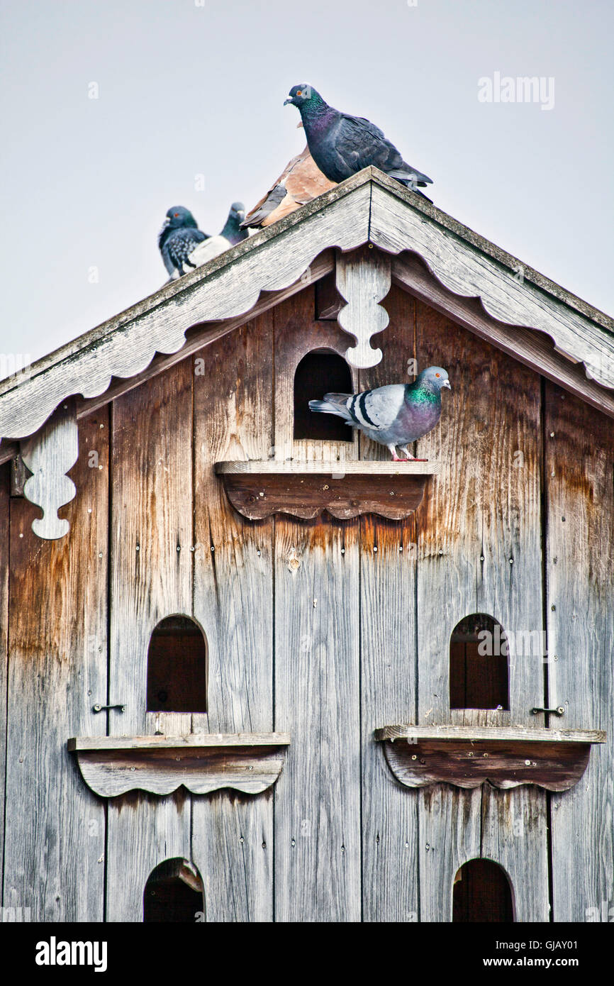 dovecot with pigeons Stock Photo - Alamy