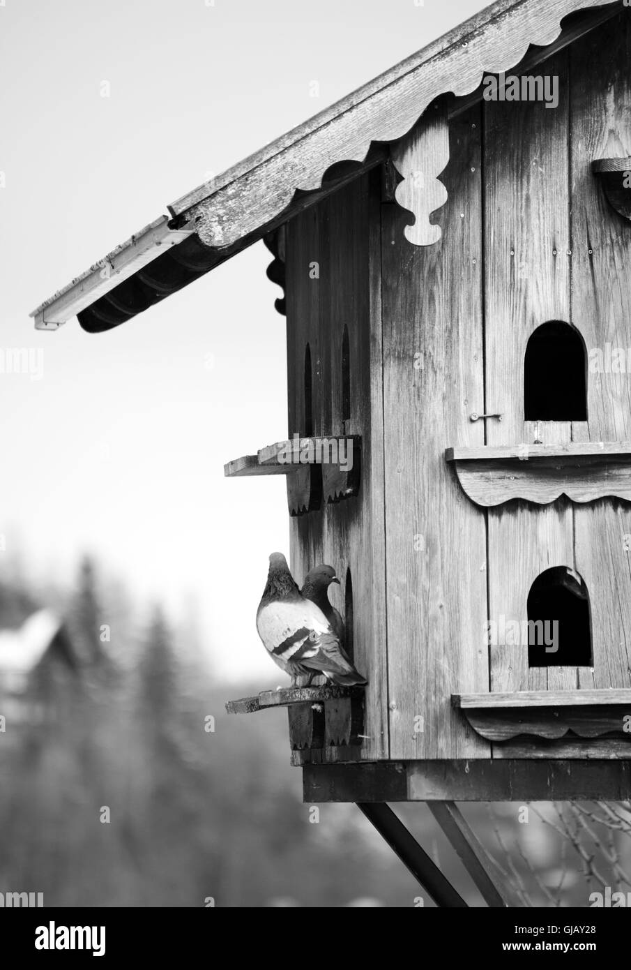 dovecot with pigeons Stock Photo - Alamy