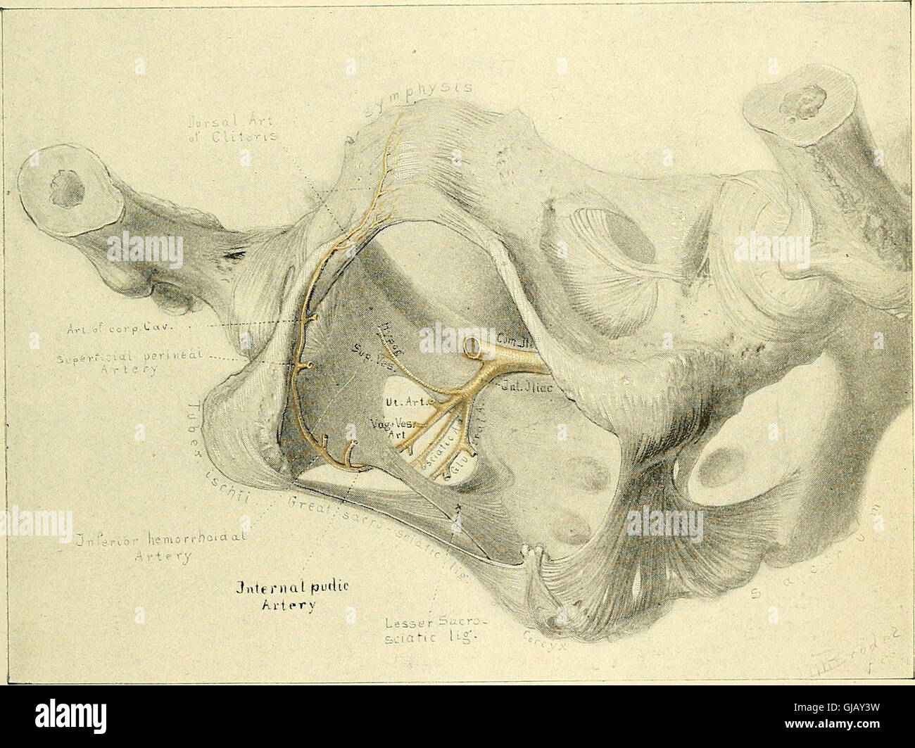 Operative Gynecology (1906) is a medical text focused on the surgical ...