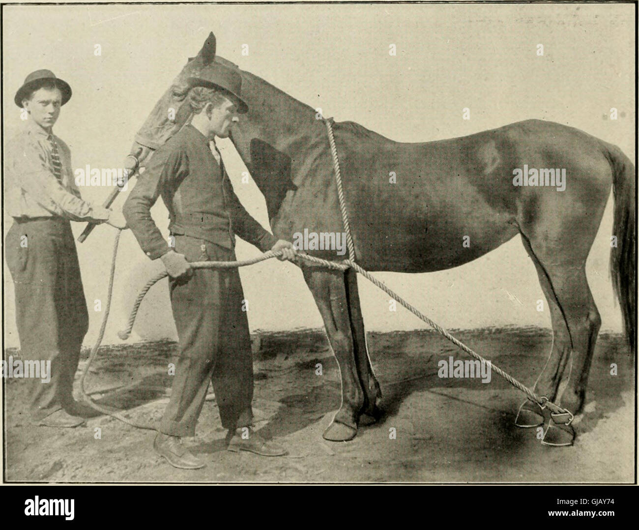 'Animal Castration' (1914) is a guide for veterinary students and ...