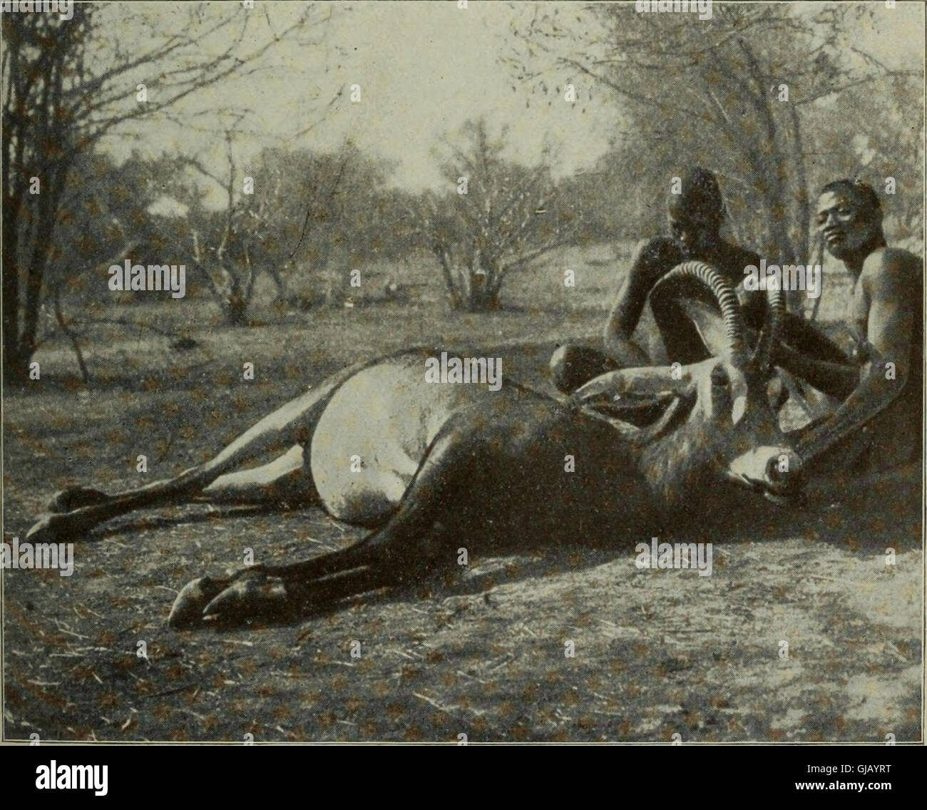 This 1913 account covers the German Central African Expedition of 1910 ...