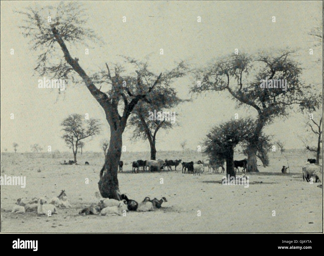 This 1913 work recounts the German Central African expedition, focusing ...