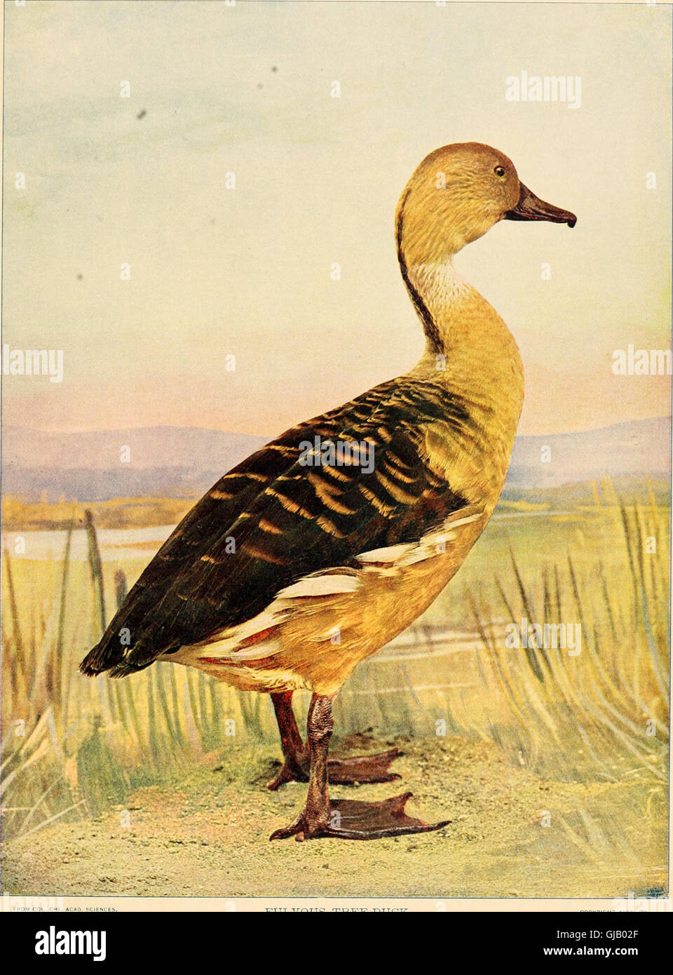 *Birds and Nature* (1900) is a publication that explores various bird ...