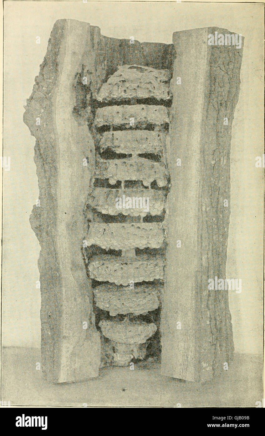 'American Insects' (1905) provides detailed descriptions and ...