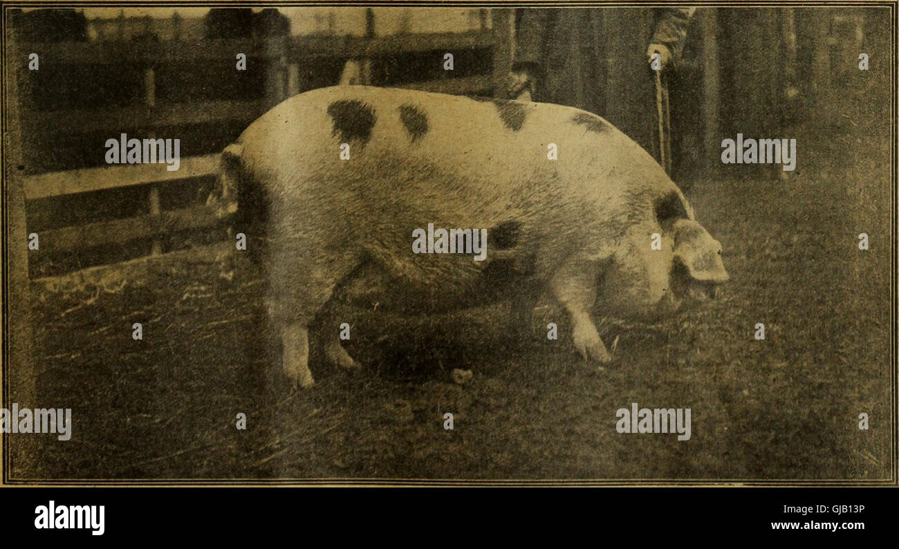 'Farmer and Stockbreeder' (1920) is a publication focused on ...