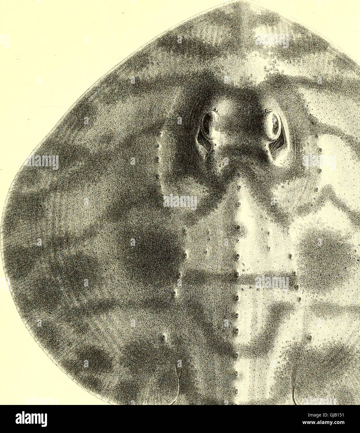 'Beitrage zur Kenntnis der Fische Afrikas' (1882) discusses African ...