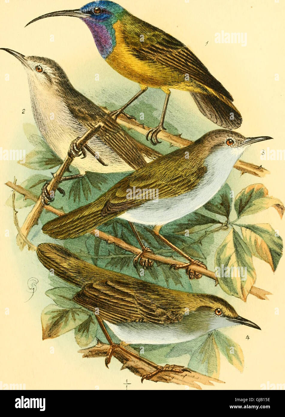 *Die Vögel Afrikas* (1900) is a detailed work on African birds ...