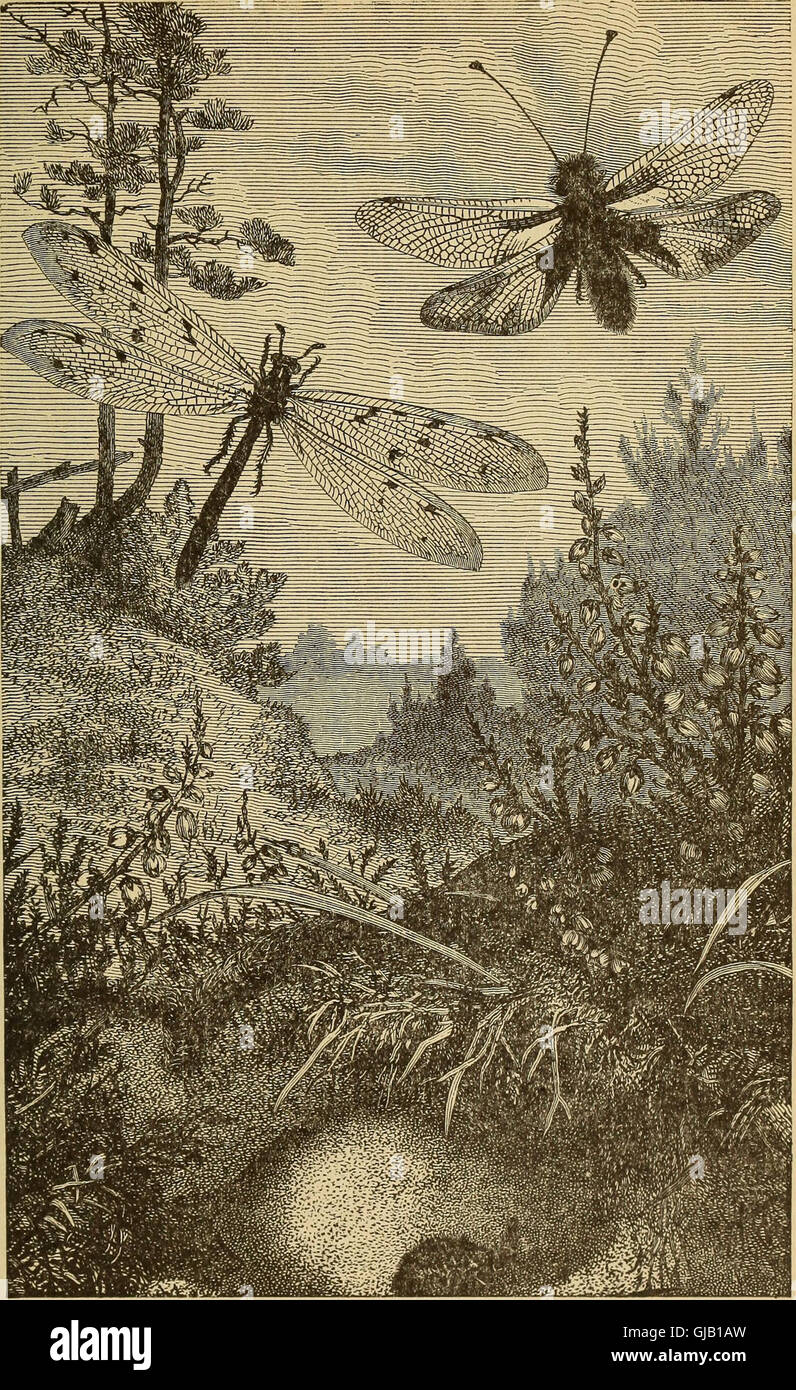 'Daring Deeds in the Tropics' (1894) chronicles the bold adventures and ...