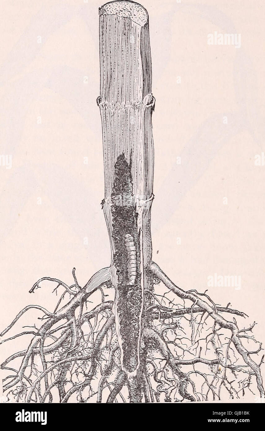 This study focuses on the larger corn stalk-borer, a pest that affects ...