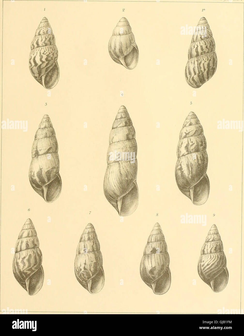 This 1909 work details the mollusk collection from the Erlanger ...