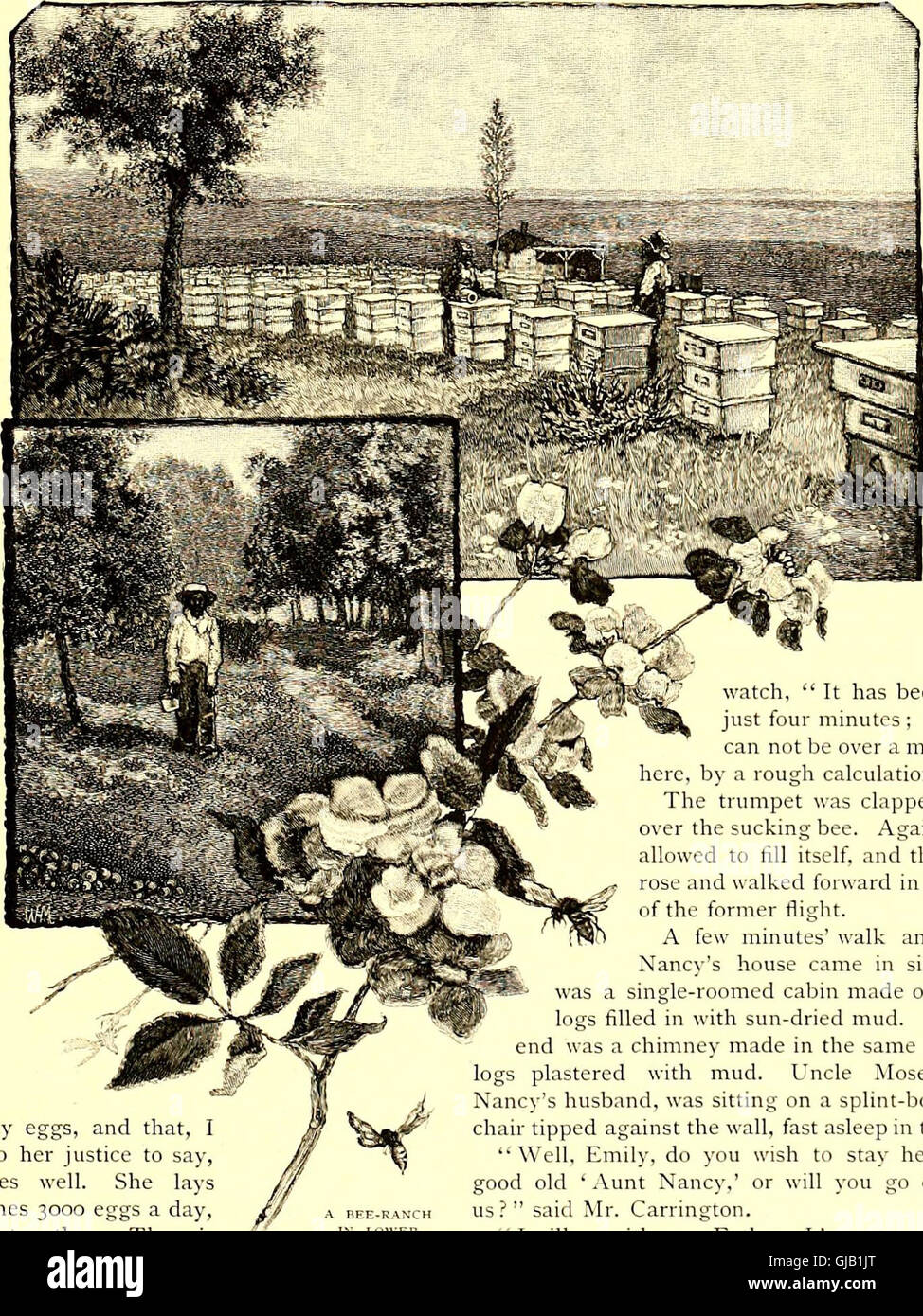 'St. Nicholas' (1873) is a popular American children's magazine ...