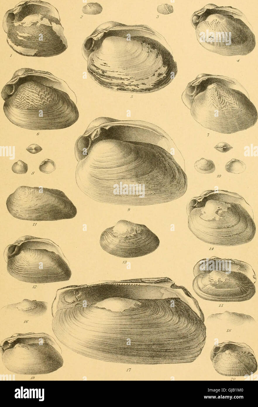 A 1897 work on the shelled mollusks of German East Africa, focusing on ...