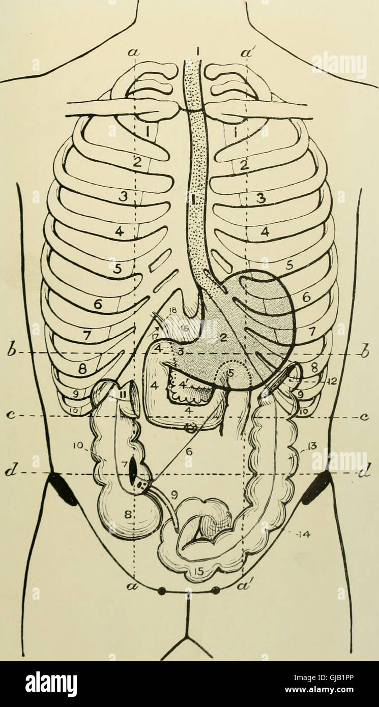 Landmarks and surface markings of the human body 1913 hi-res stock ...