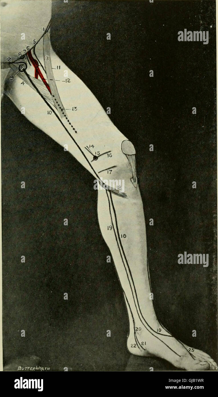 Landmarks and surface markings of the human body 1913 hi-res stock ...