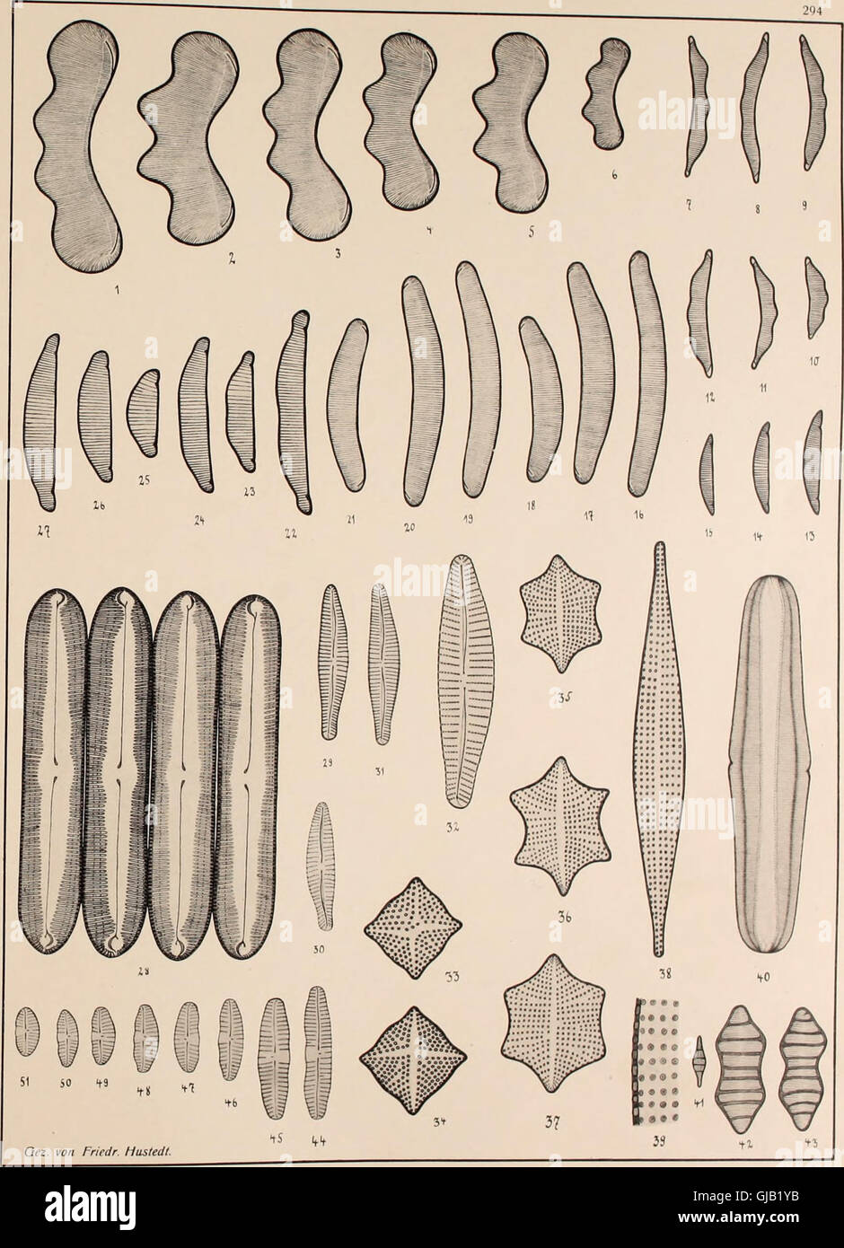 Atlas der diatomaceen kunde hi-res stock photography and images - Alamy