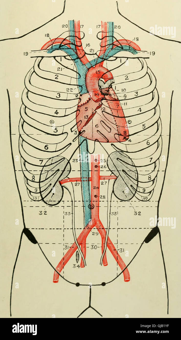 This medical text explores the external landmarks and surface markings ...
