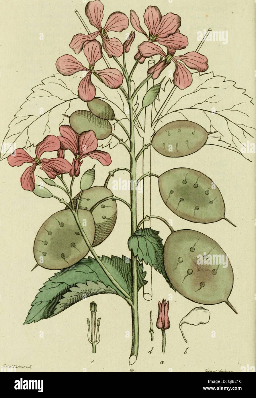 'Svensk Botanik' (1812) is a comprehensive botanical work documenting ...