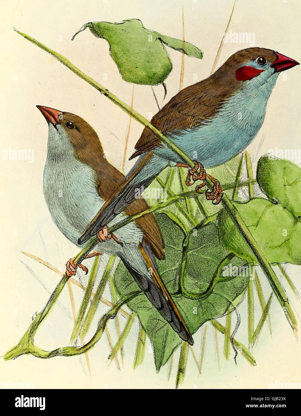This 1869 book explores the care of eleven species of birds, focusing ...