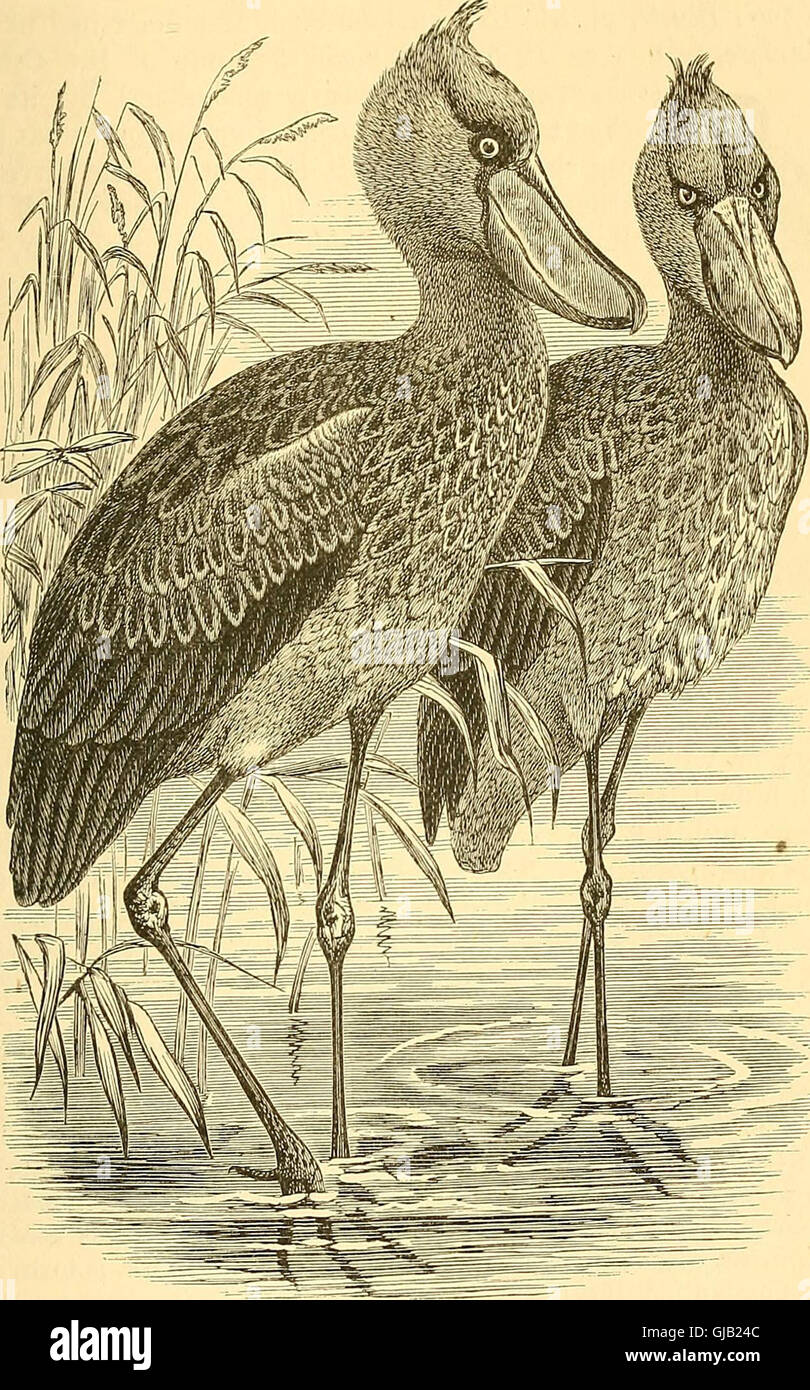 'A Dictionary of Birds' (1893) is a comprehensive reference work ...