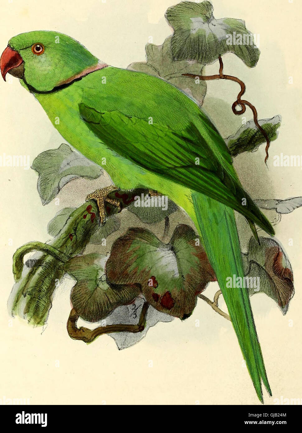 This 1869 work provides an in-depth guide to keeping birds in the home ...