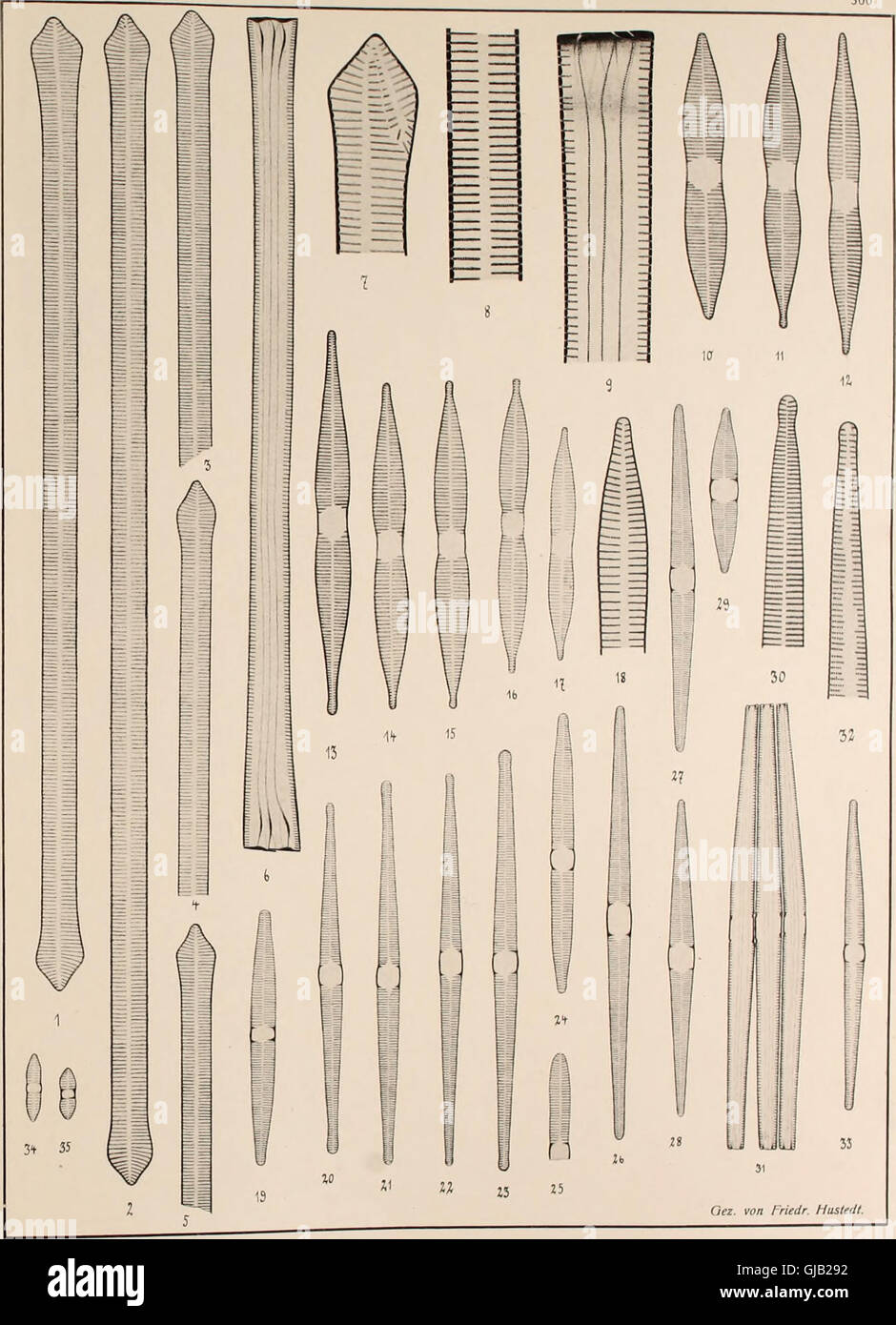 This 1874 atlas is a detailed guide to the study of diatoms, featuring ...