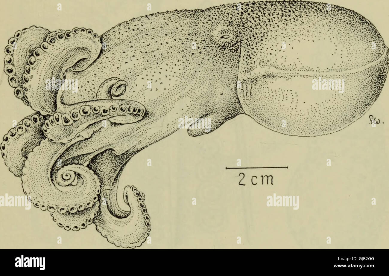 'Danmarks Fauna' (1907) is an illustrated handbook of the animal life ...