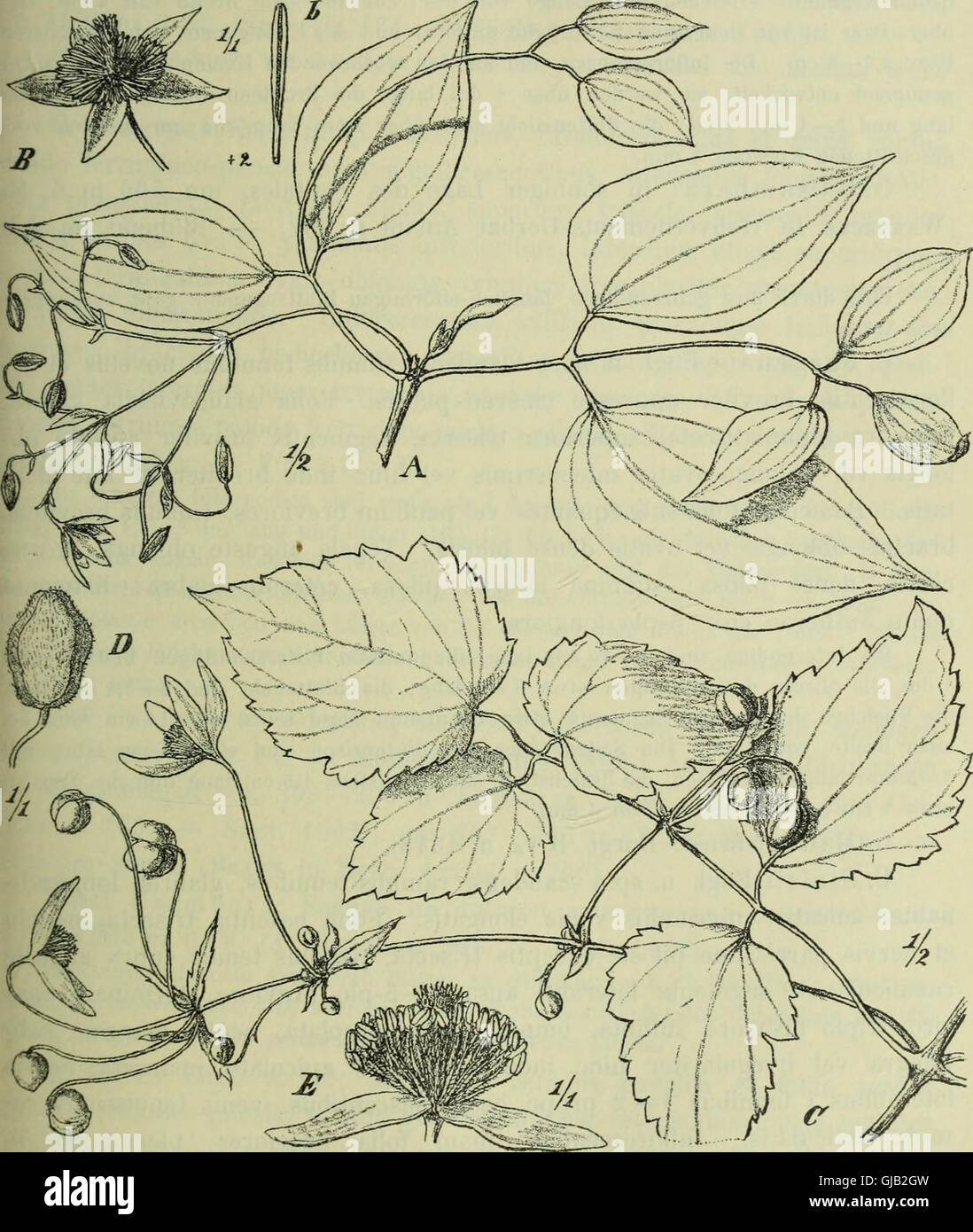 This 1910 scientific journal focuses on plant systematics, plant ...