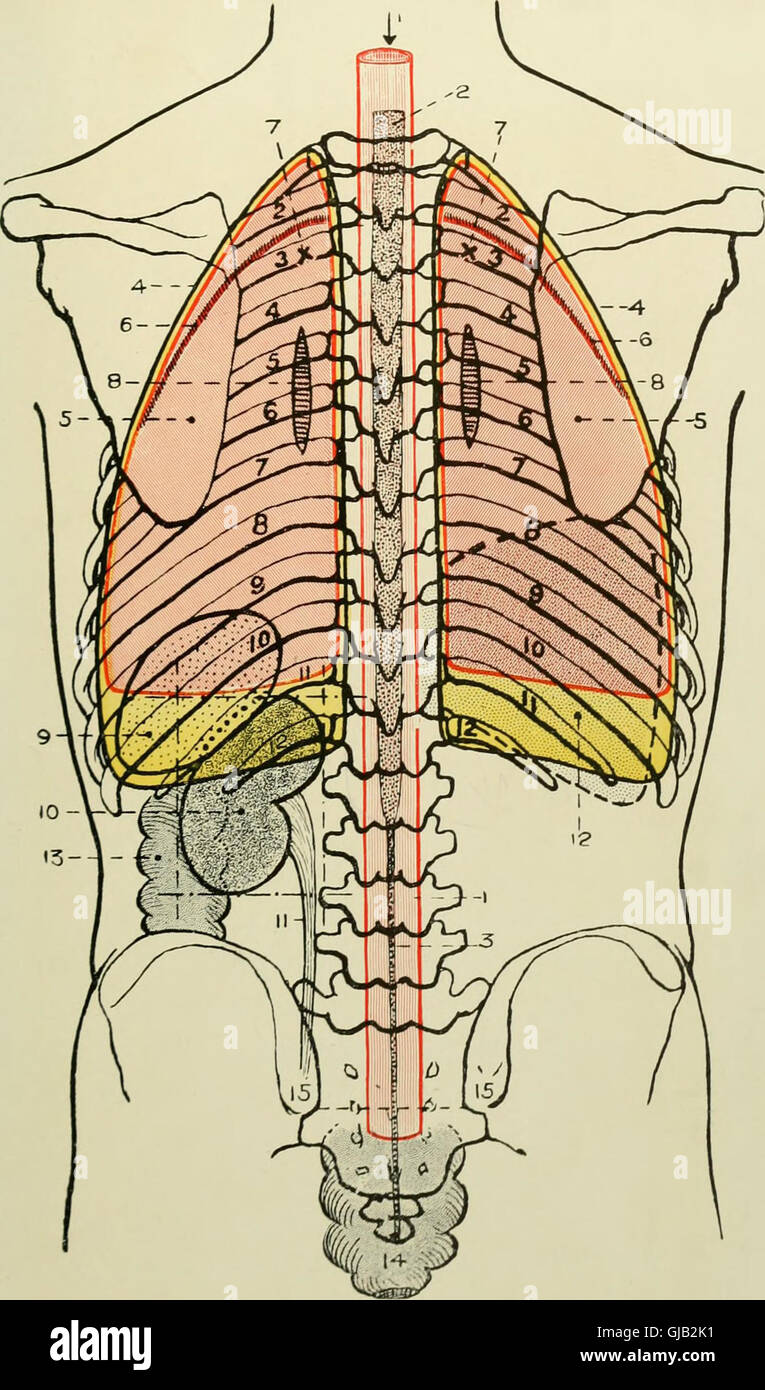 This medical work provides detailed descriptions and illustrations of ...