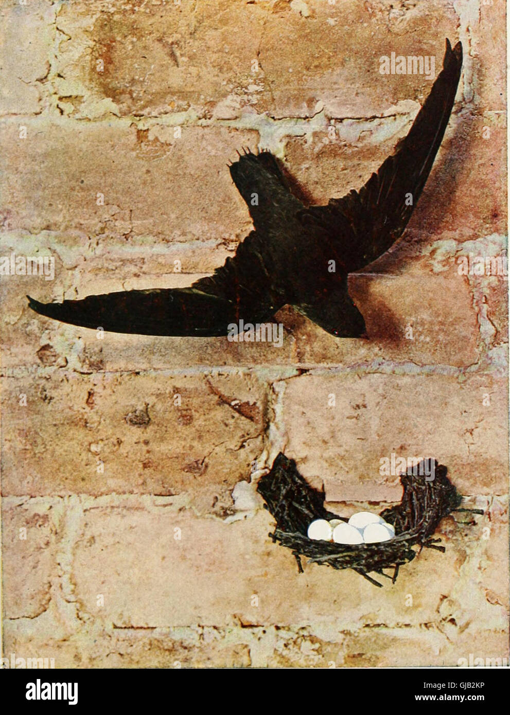 A collection of color photographs illustrating various natural elements ...