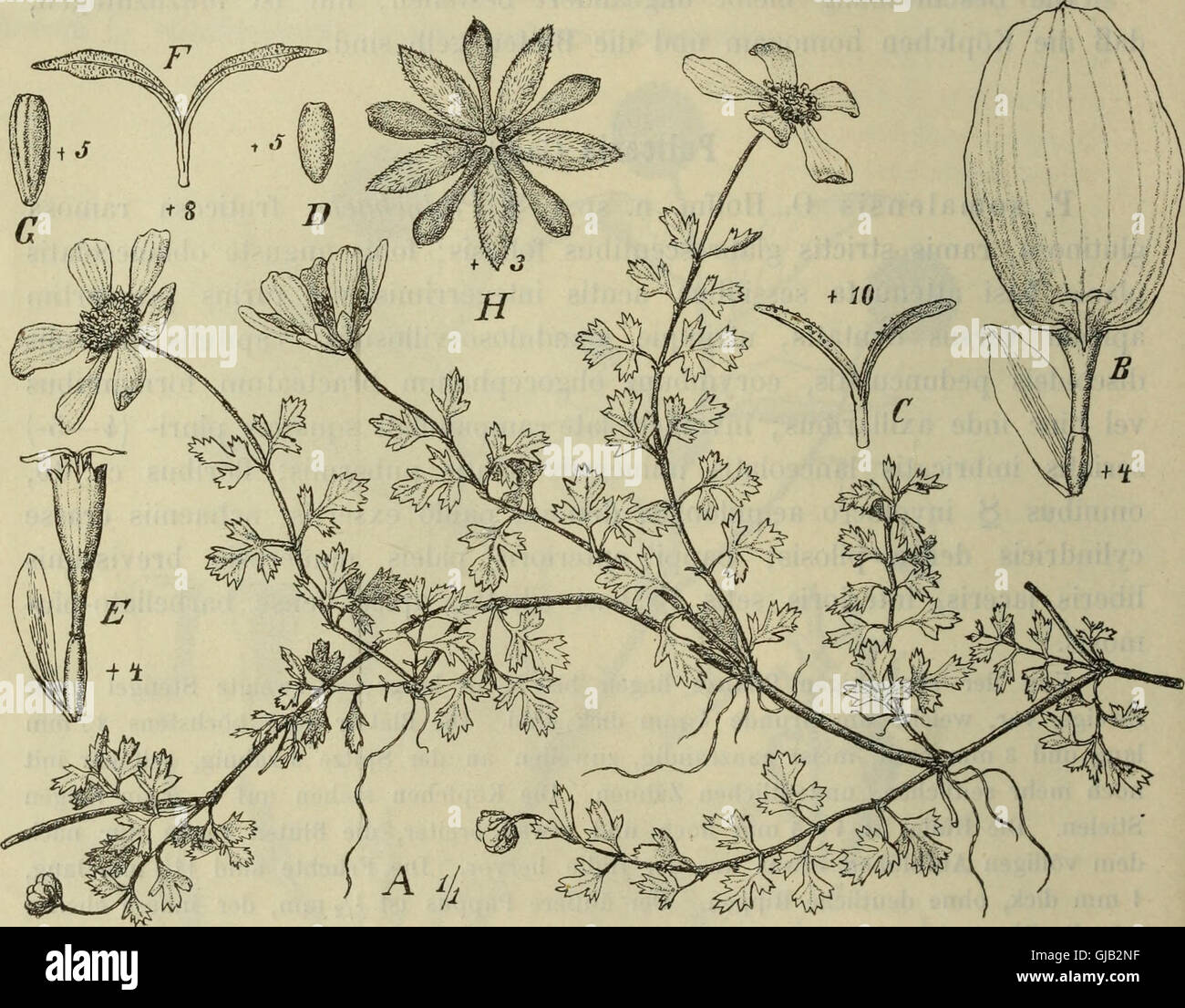 This 1905 botanical journal focuses on plant systematics, plant history ...