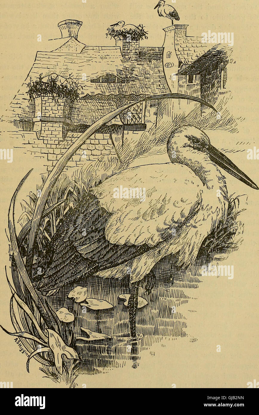 A 1887 edition of The Audubon Magazine, focusing on nature conservation ...