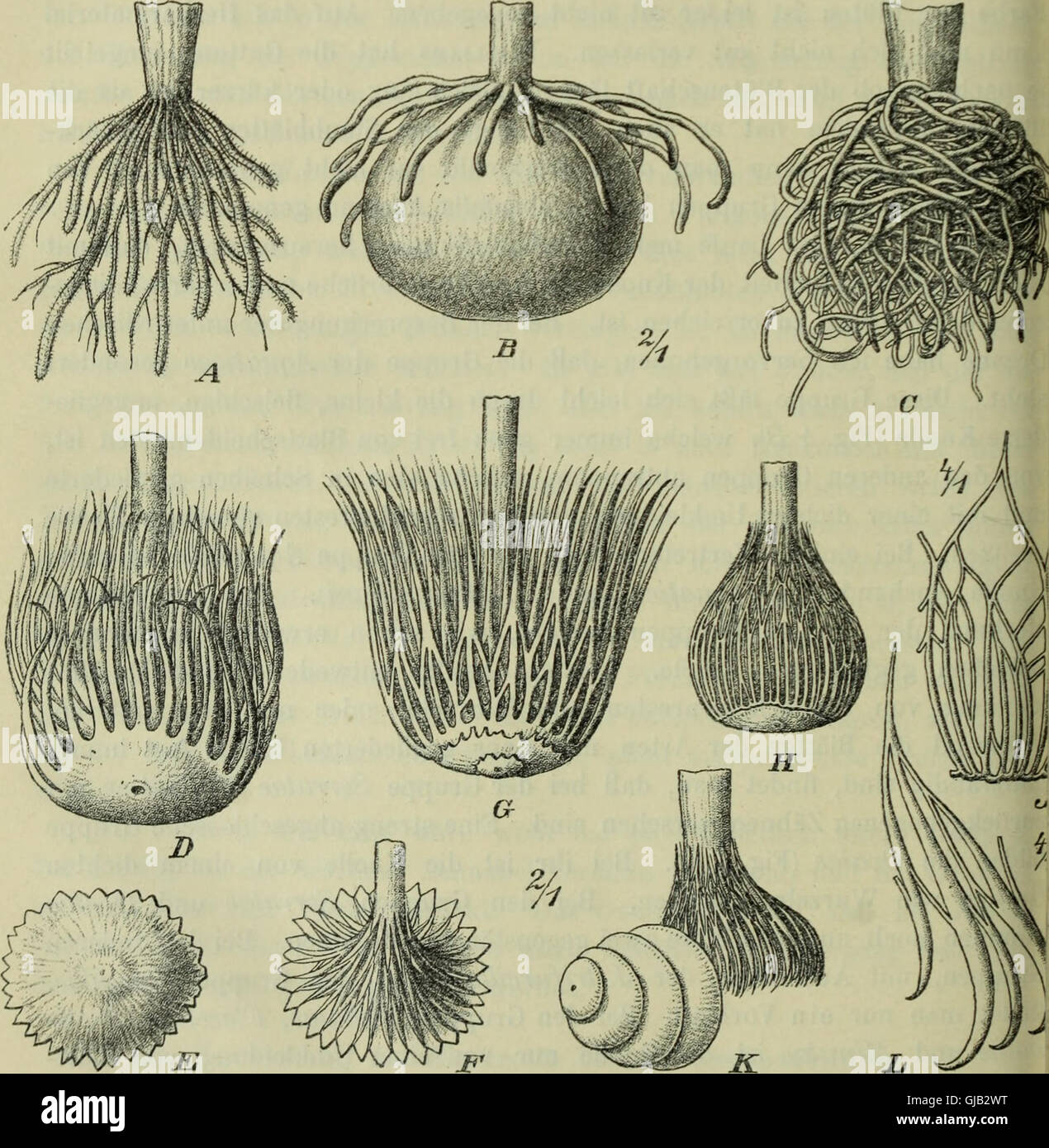 A scientific journal focused on plant systematics, plant history, and ...