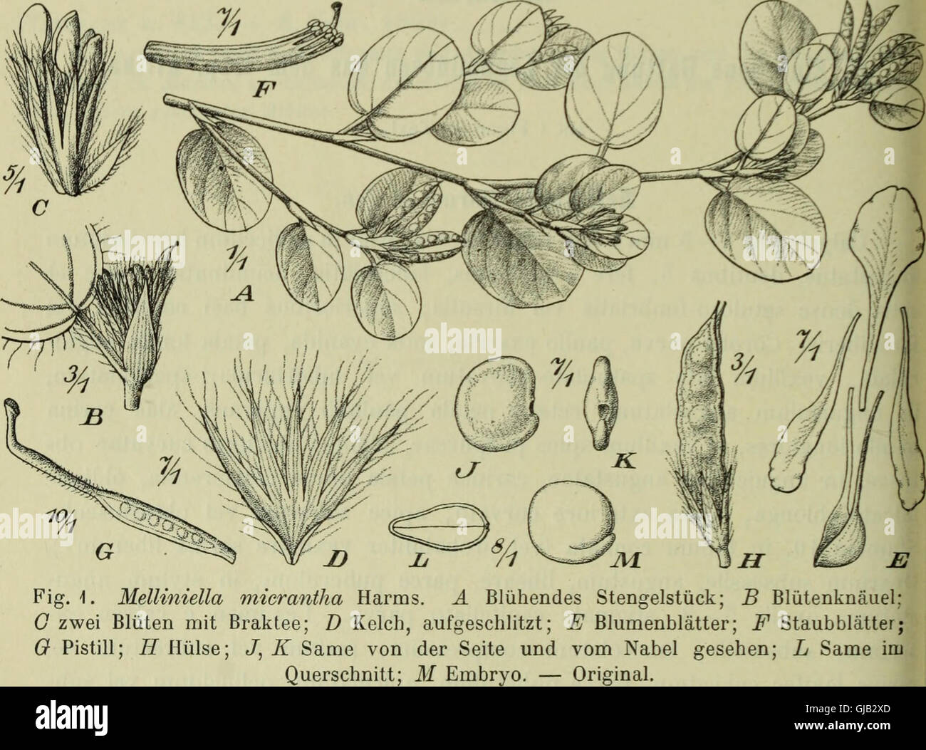 This 1913 botanical journal focuses on the systematics, plant history ...