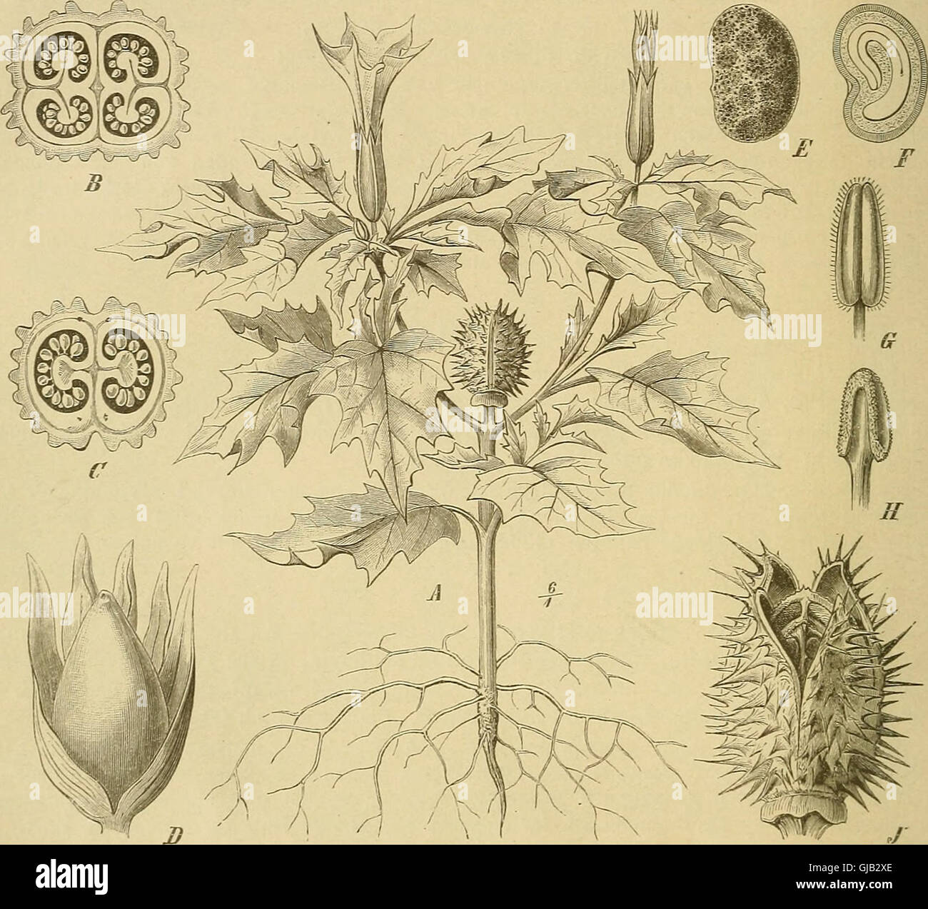 This work, published between 1887 and 1909, focuses on natural plant ...