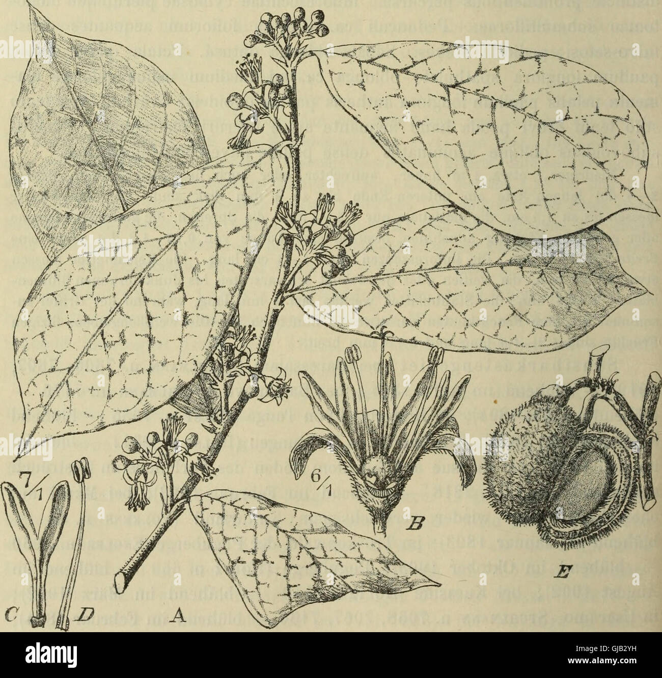 A 1911 scientific journal focused on plant systematics, plant history ...