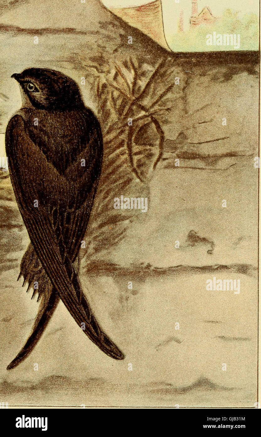 This 1898 guide offers insights into the study of common birds, their ...