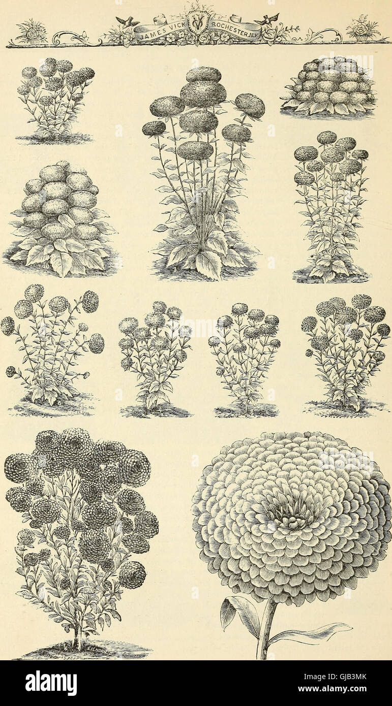 Ornate floral guide page hi-res stock photography and images - Alamy