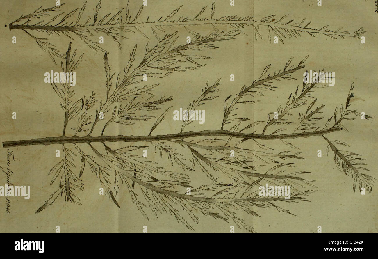 Flora scotica- or, A systematic arrangement, in the LinnC3A6an method ...