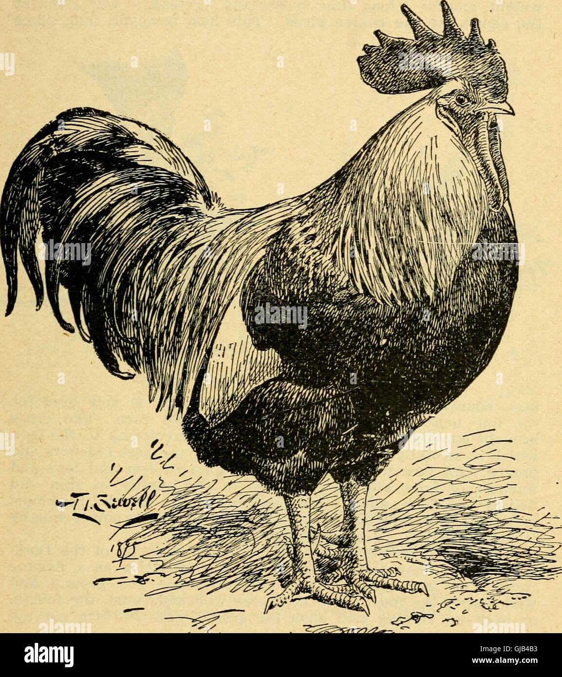 'The Poultry Manual' (1908) provides a comprehensive guide for poultry keeping, covering both ...
